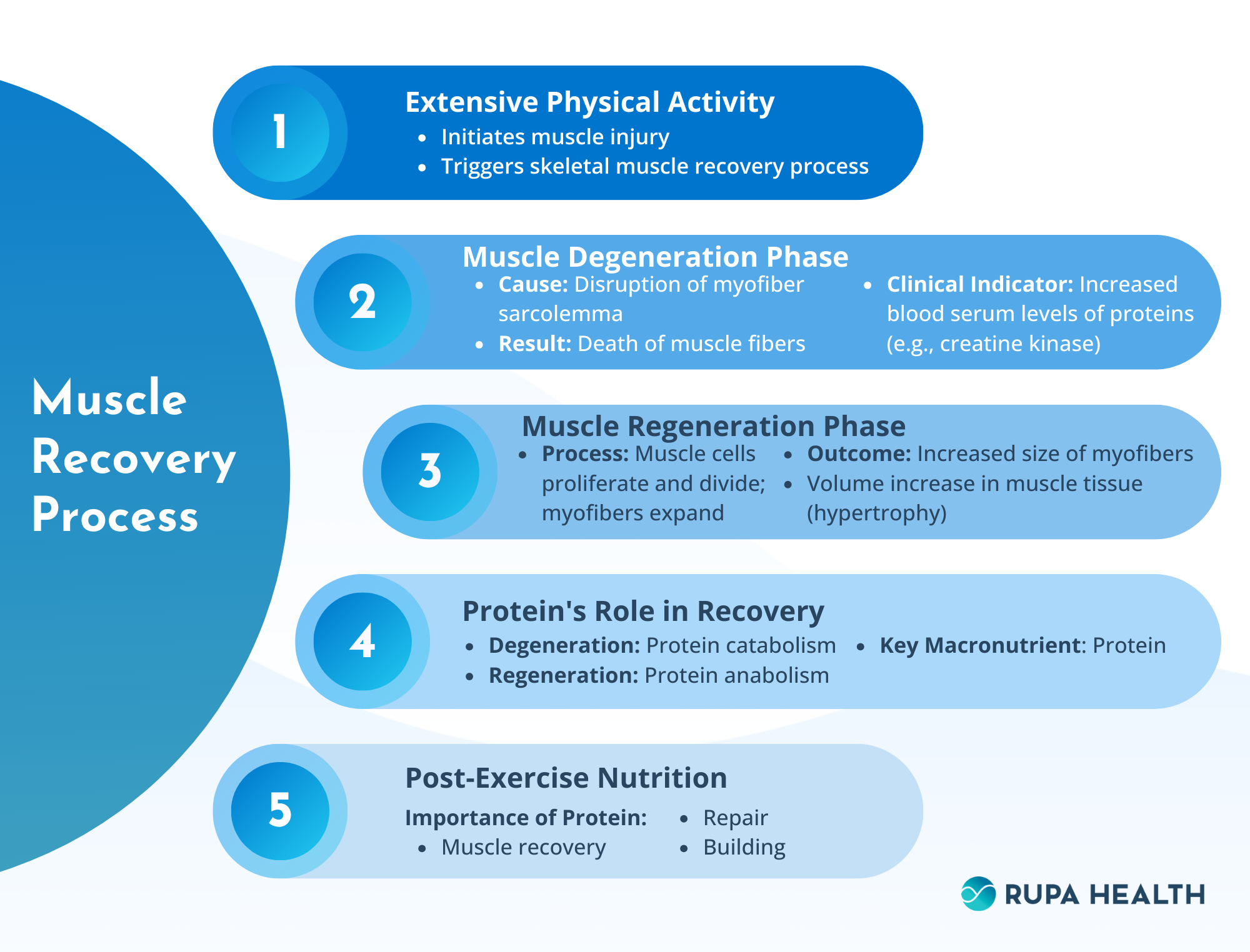 Maximizing Muscle Recovery: The Role of Post-Workout Nutrition